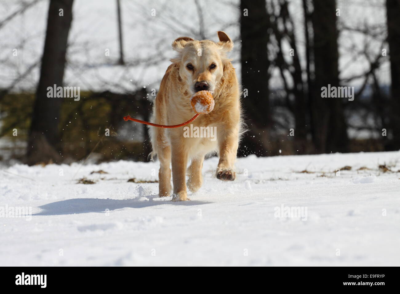 Working Golden Retriever Stock Photo - Alamy
