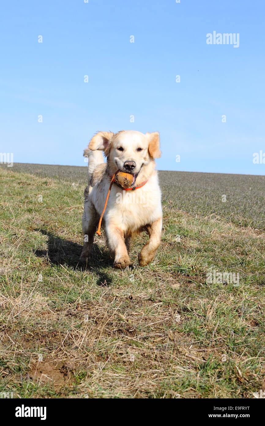Working golden retriever hi-res stock photography and images - Alamy