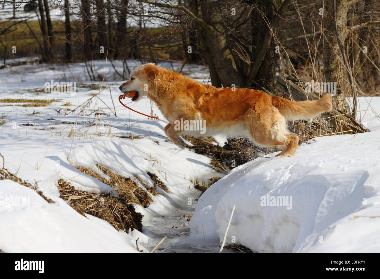 Working Golden Retriever Stock Photo - Alamy