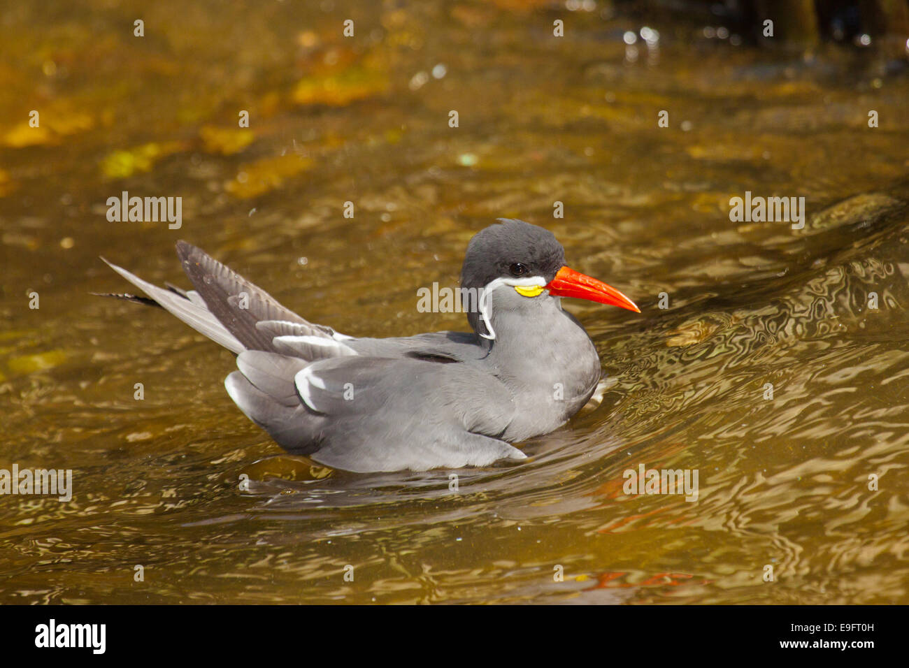 Inca Tern (Larosterna inca Stock Photo - Alamy