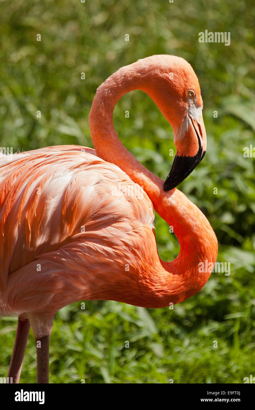 American Flamingo (Phoenicopterus ruber Stock Photo - Alamy