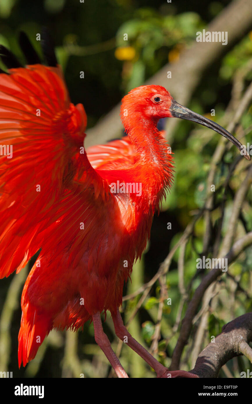 Scarlet Ibis (Eudocimus ruber Stock Photo - Alamy
