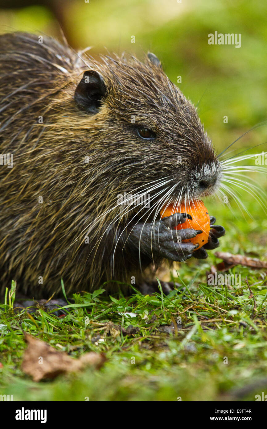 Myocastorinae hi-res stock photography and images - Alamy