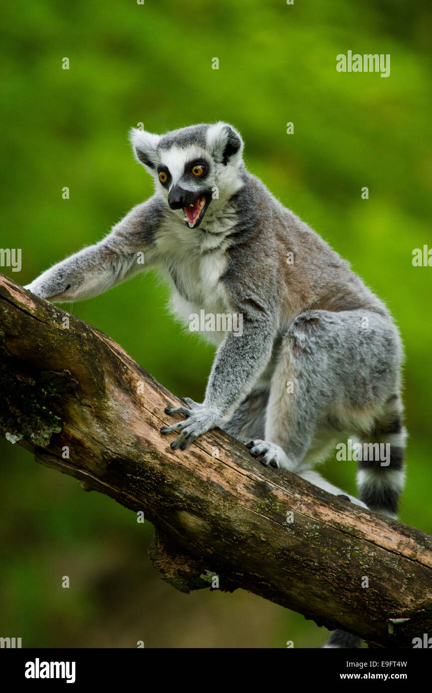 Zoo affengehege hi-res stock photography and images - Alamy