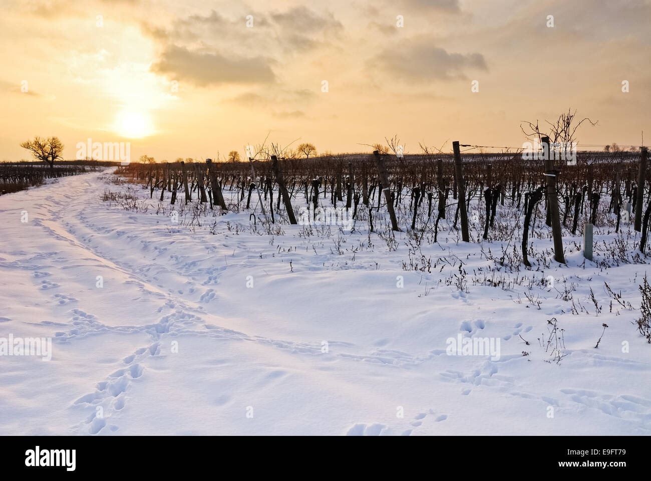 Snowy winter in a vineyard Stock Photo - Alamy