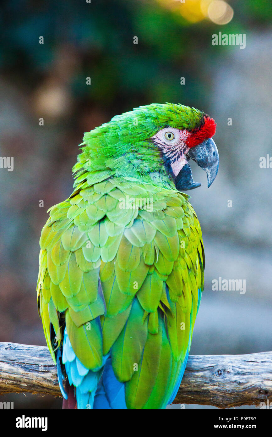 Great Green Macaw (Ara ambiguus Stock Photo - Alamy