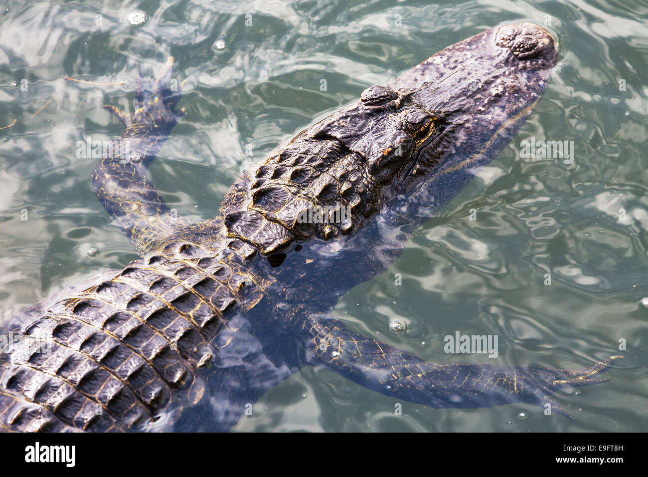 Alligator at sunset hi-res stock photography and images - Alamy