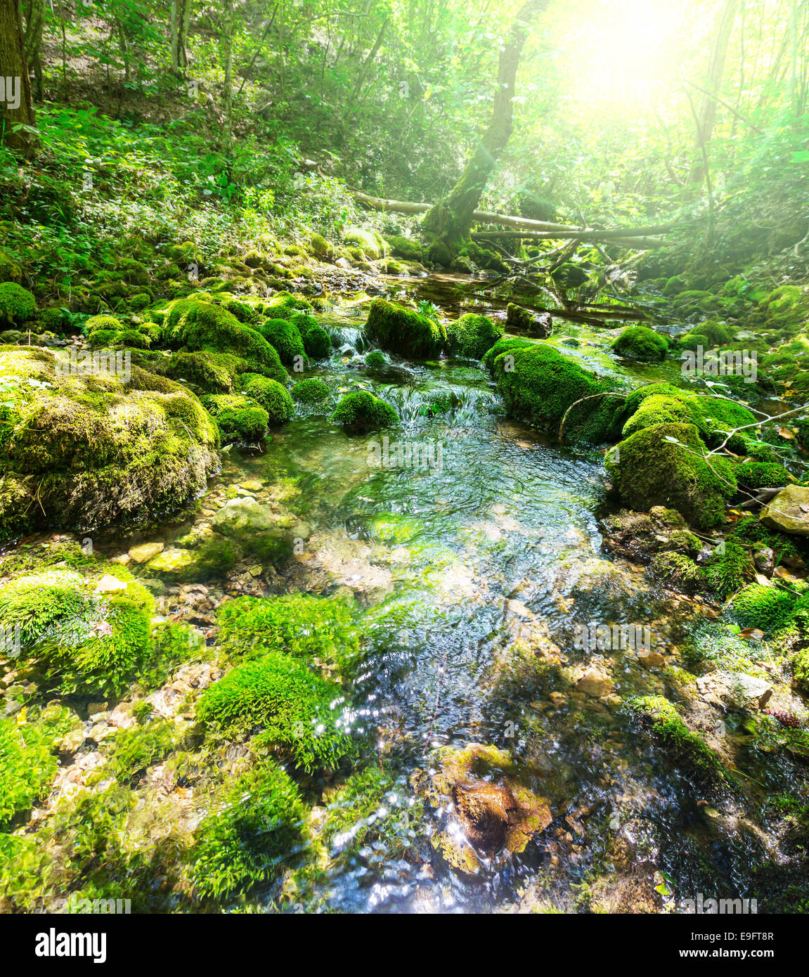 Creek in forest Stock Photo - Alamy