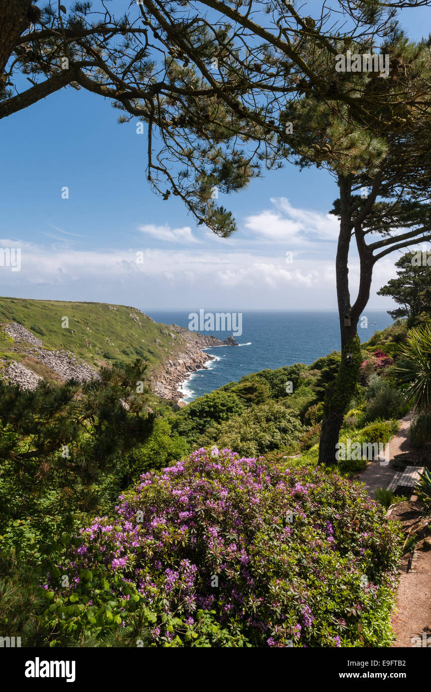 Lamorna Cove seen from the garden of Chygurno, Cornwall. Rhododendron ...