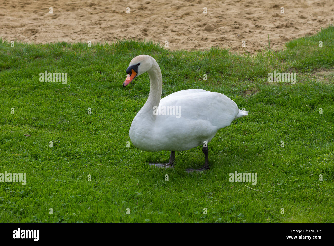 Back of swan hi-res stock photography and images - Alamy