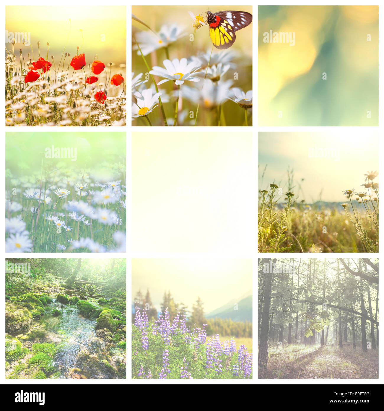 Hawaii flower collage hi-res stock photography and images - Alamy