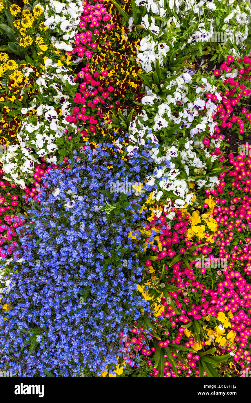 Flower vertical hi-res stock photography and images - Alamy