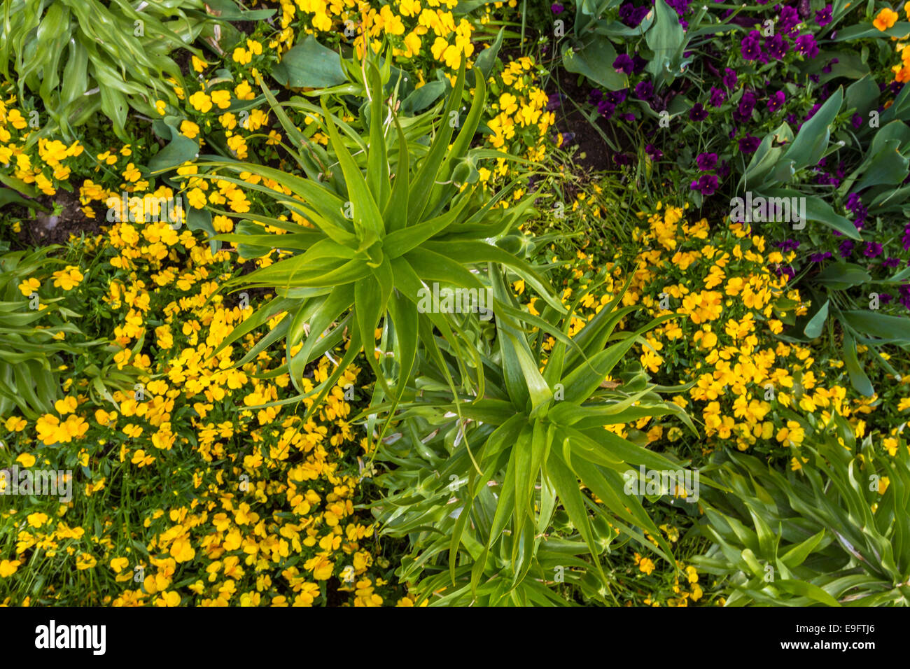 Flower bed top view in different colours Stock Photo - Alamy