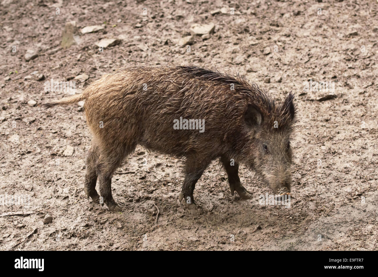Mammal in the environment hi-res stock photography and images - Alamy