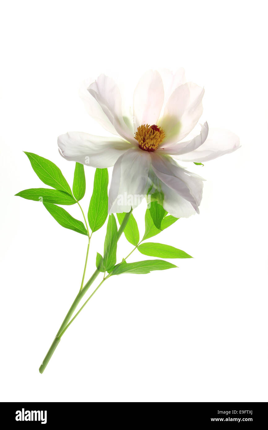 Flowering shrub close up Cut Out Stock Images & Pictures - Alamy