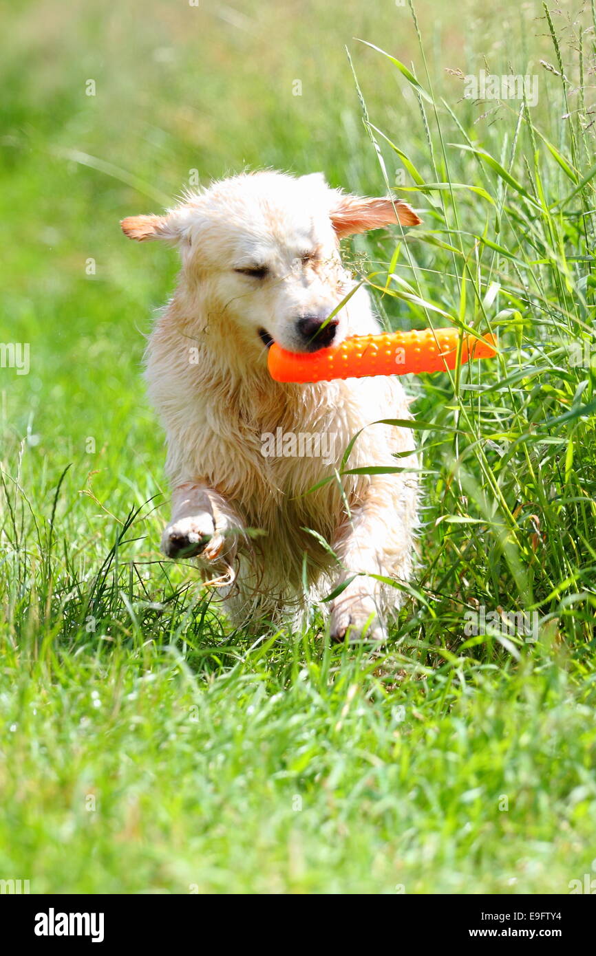 Working golden retriever hi-res stock photography and images - Alamy