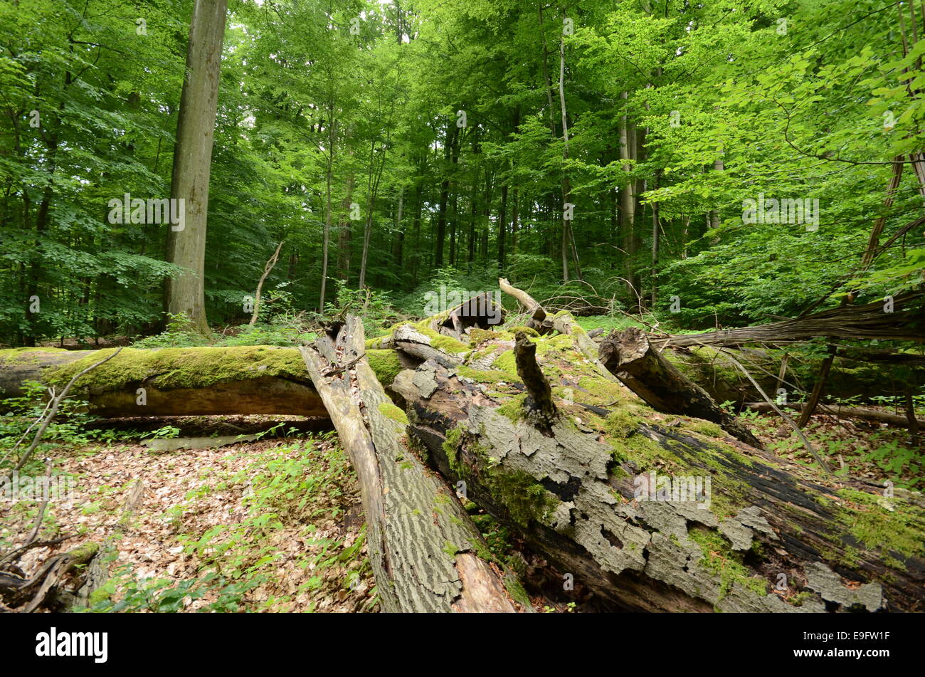 oldest beech trees germany steigerwald bavaria Stock Photo - Alamy