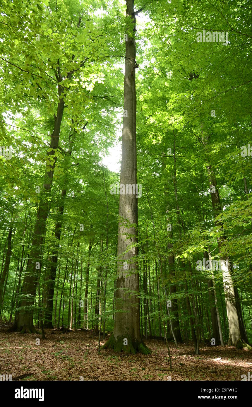 oldest beech trees germany steigerwald bavaria Stock Photo - Alamy