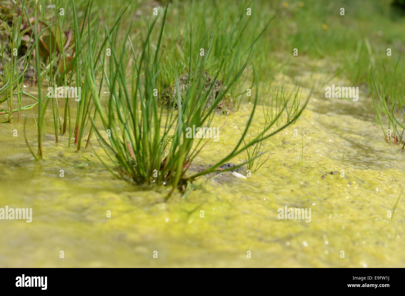Grass in fen hi-res stock photography and images - Alamy