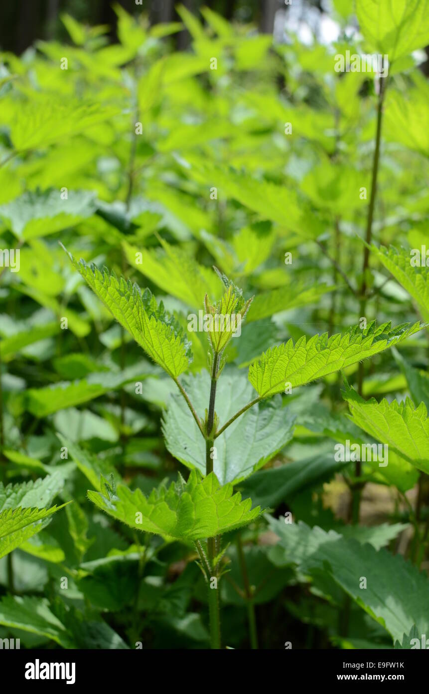 Indian weed hi-res stock photography and images - Alamy