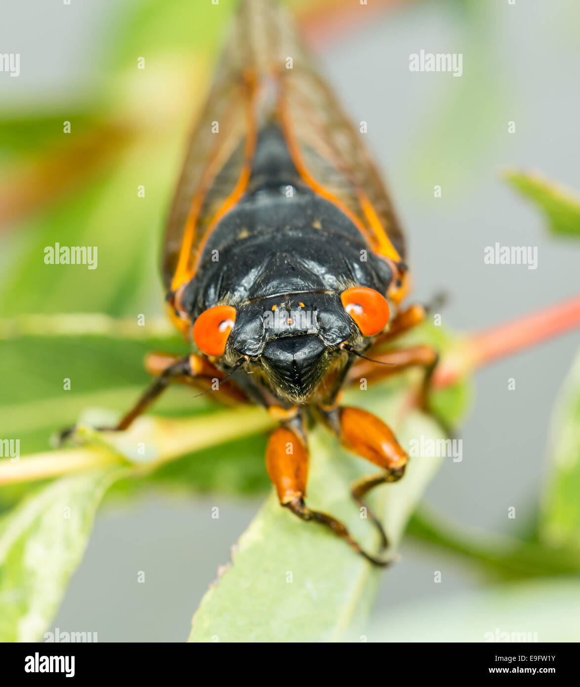 Macro image of cicada from brood II Stock Photo - Alamy