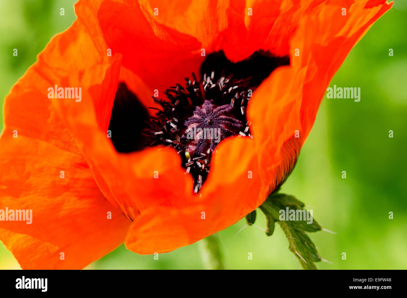 Poppy flower close up Stock Photo - Alamy