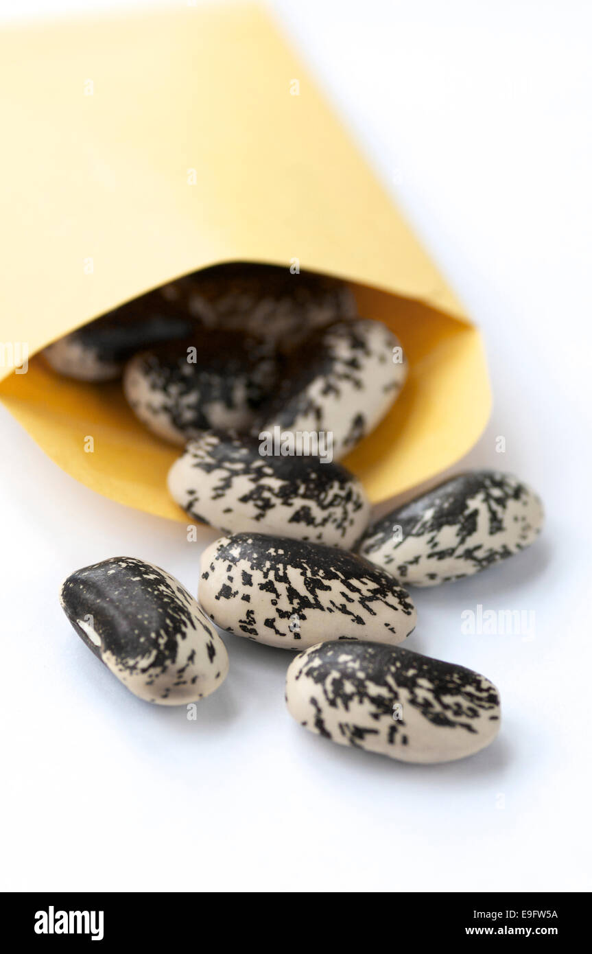 A packet of seeds - "Painted Lady" variety of runner beans Stock Photo ...