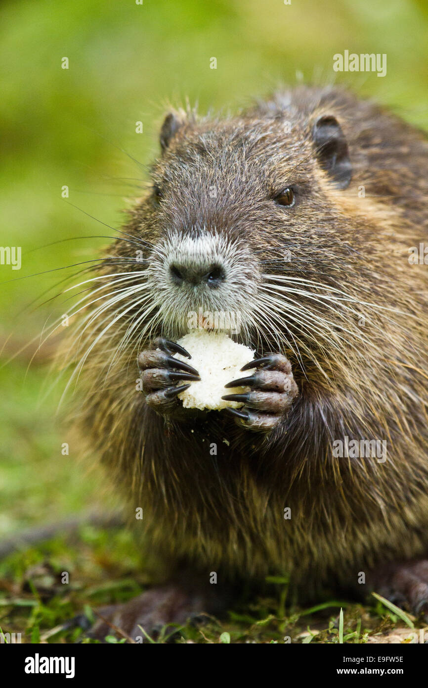 Myocastorinae hi-res stock photography and images - Alamy