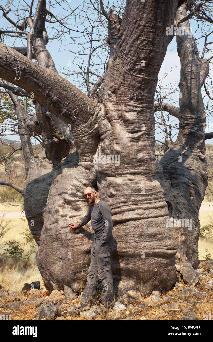 Giant baobab tree namibia hi-res stock photography and images - Alamy