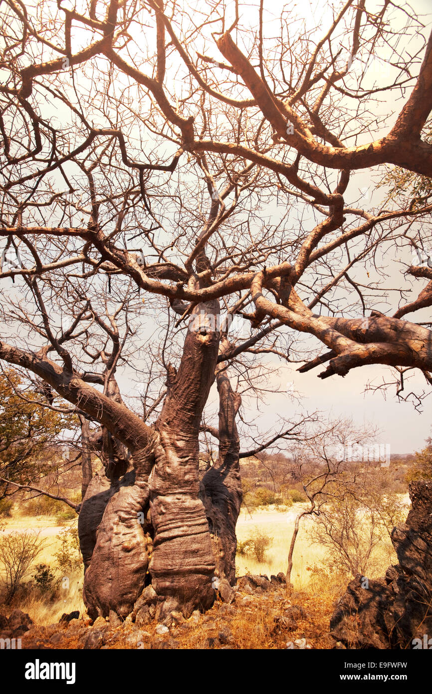 Giant baobab tree namibia hi-res stock photography and images - Alamy