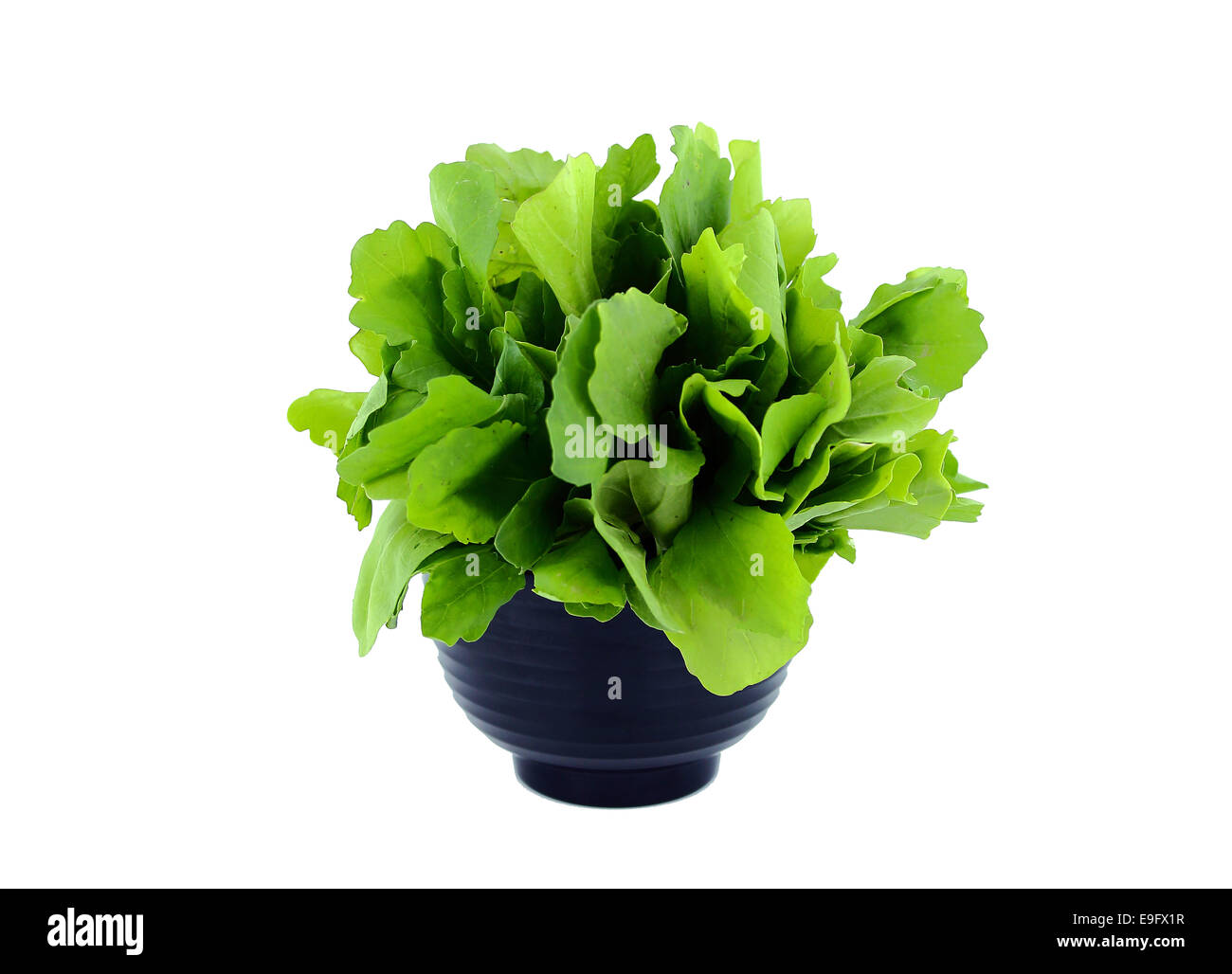 Culture rocket hi-res stock photography and images - Alamy