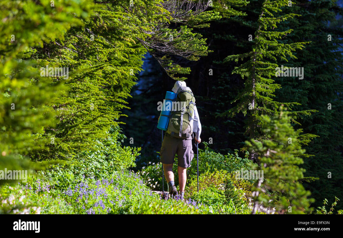 Hike in forest Stock Photo - Alamy