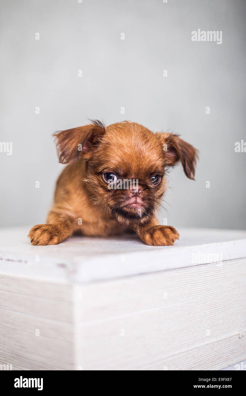 Little cute Brussels Griffon on a white box. Studio portrait over white ...