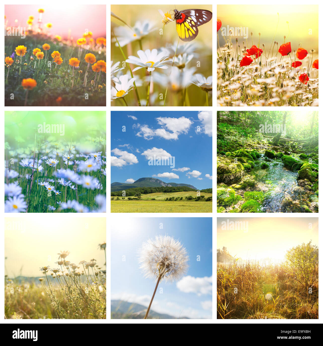 Hawaii flower collage hi-res stock photography and images - Alamy