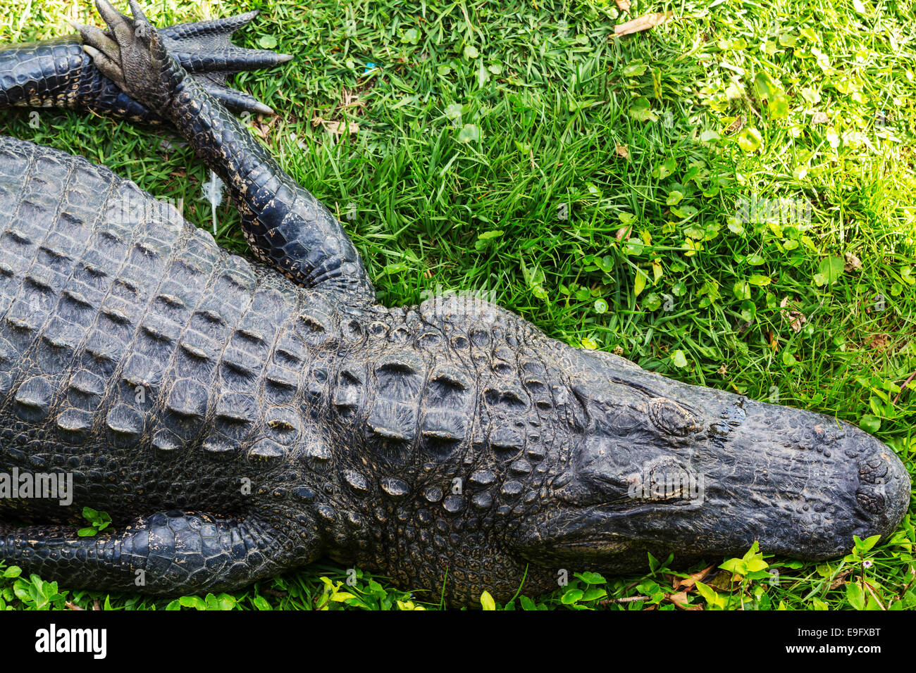 Alligator at sunset hi-res stock photography and images - Alamy