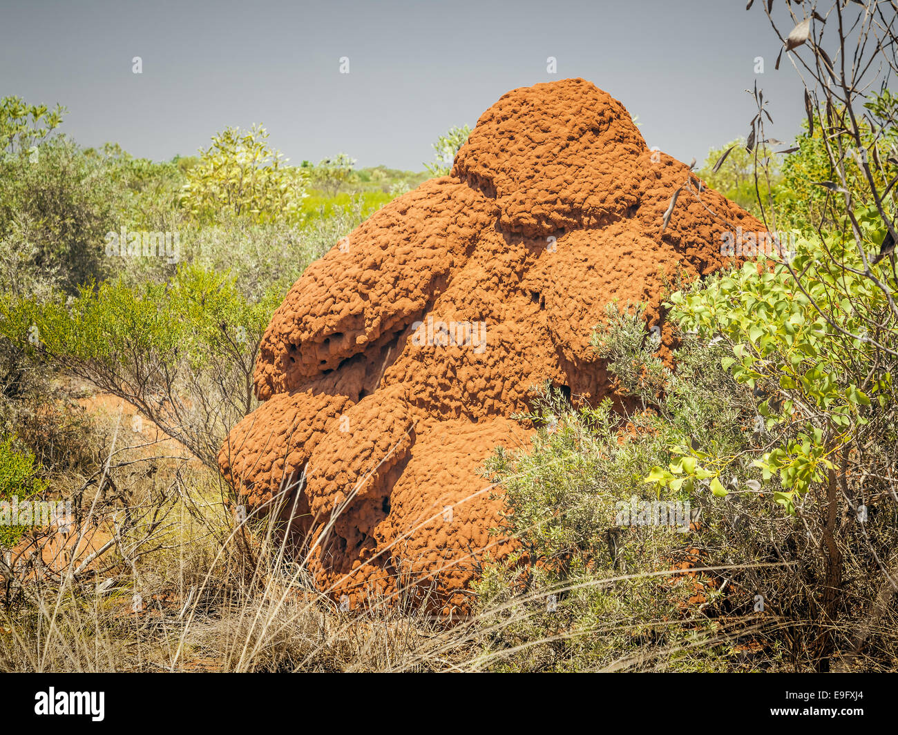 australia termite hill Stock Photo - Alamy