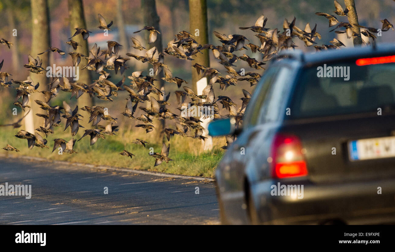 Sehnde, Germany. 27th Oct, 2014. Starlings flying by a car in Sehnde ...