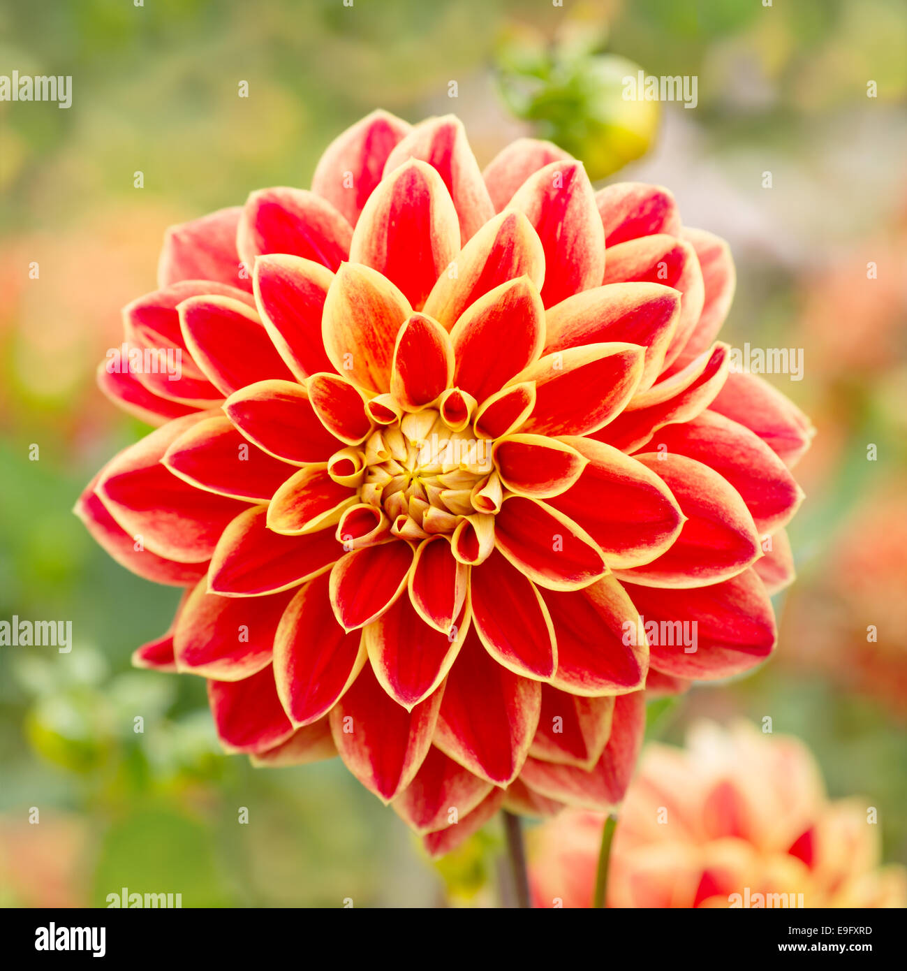 Dahlia red flower in nature Stock Photo - Alamy