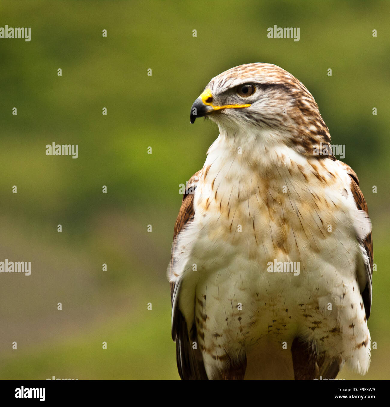 Ferruginous Hawk (Buteo regalis Stock Photo - Alamy