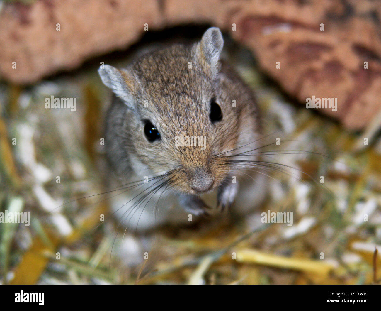 Wustenrennmaus hi-res stock photography and images - Alamy