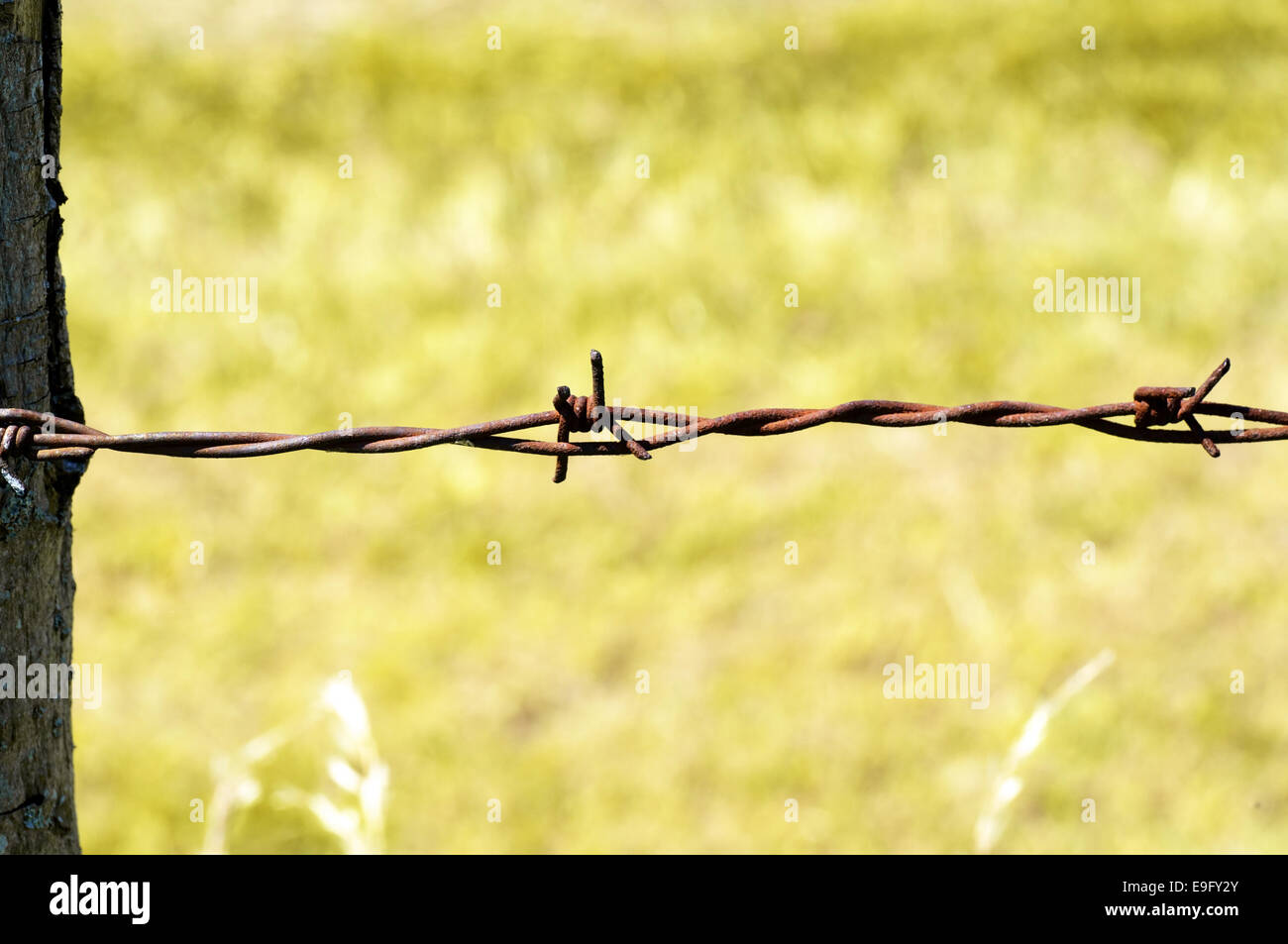 Thorn wire fence hi-res stock photography and images - Alamy