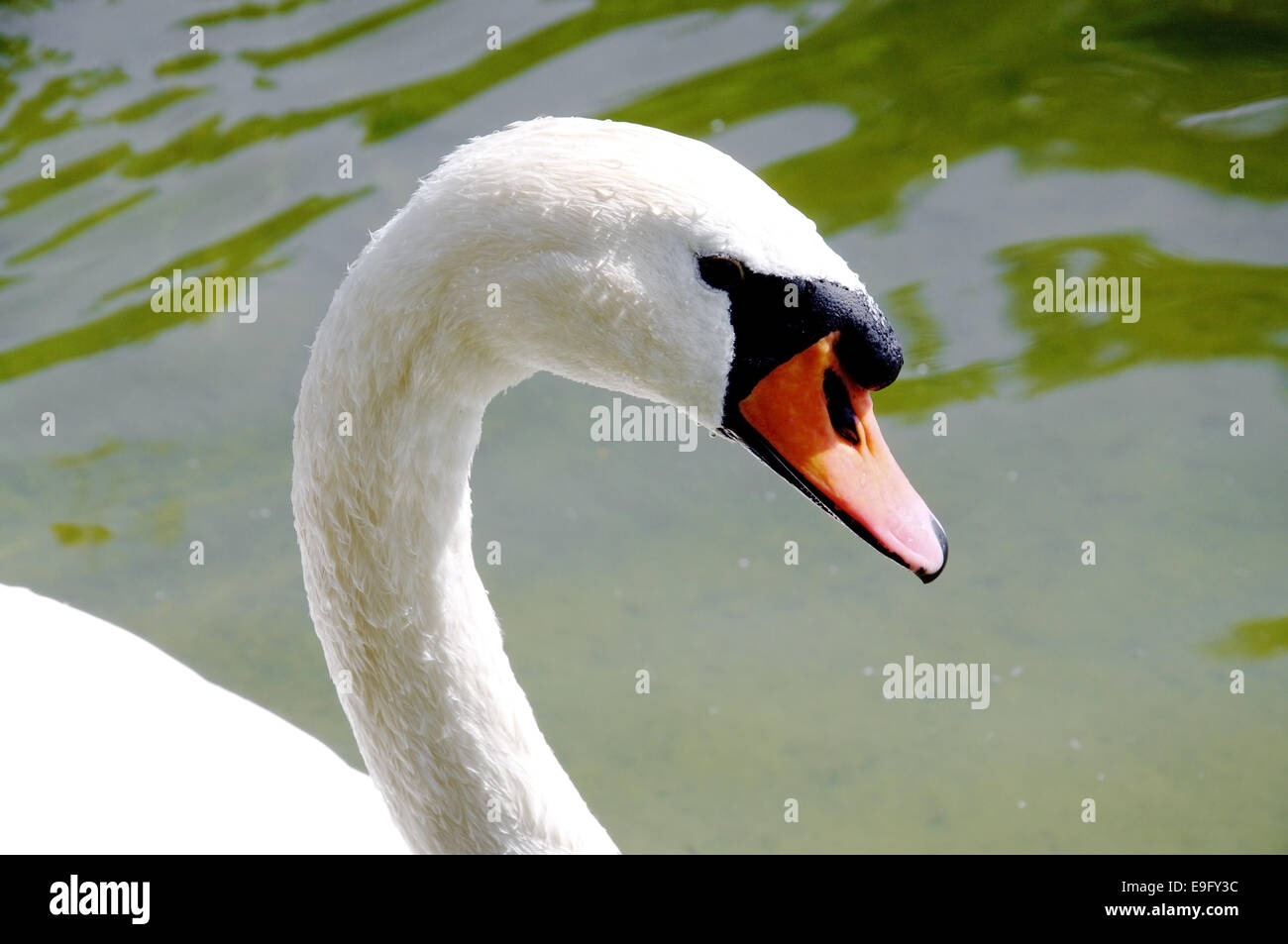 Head swan hi-res stock photography and images - Alamy