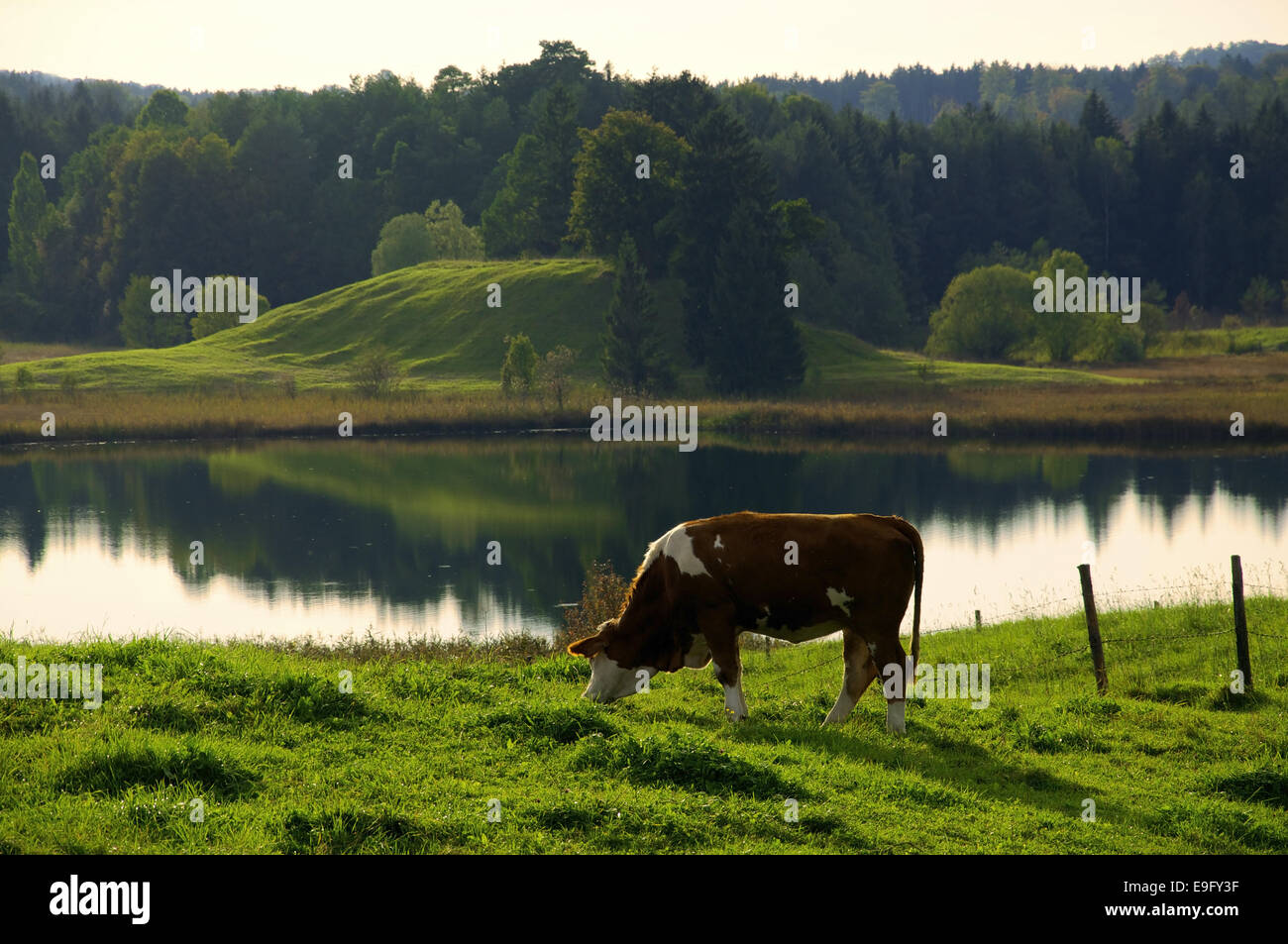 Grazing Cow in idyllic landscape Stock Photo - Alamy