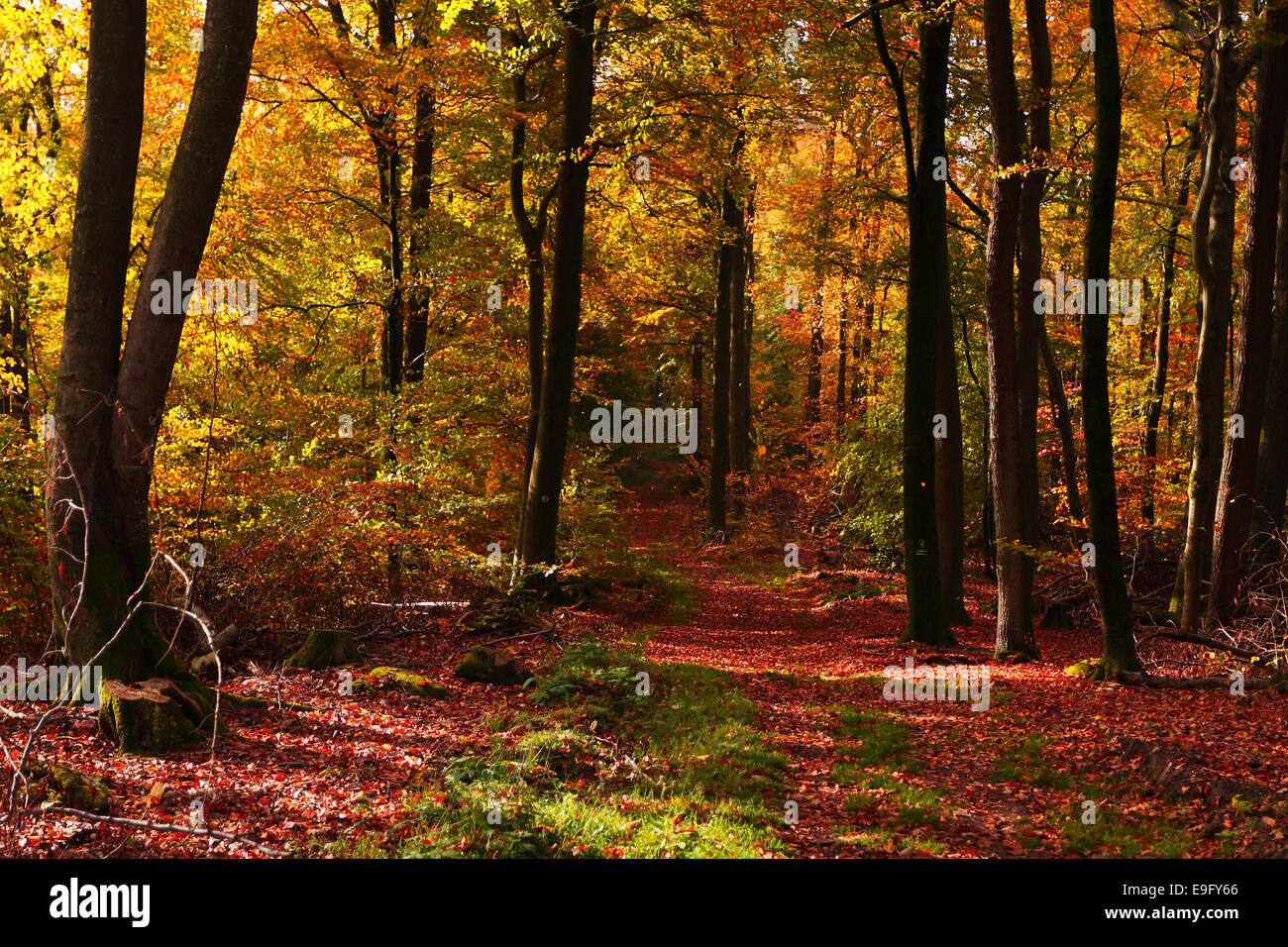 Autumn forest path Stock Photo - Alamy