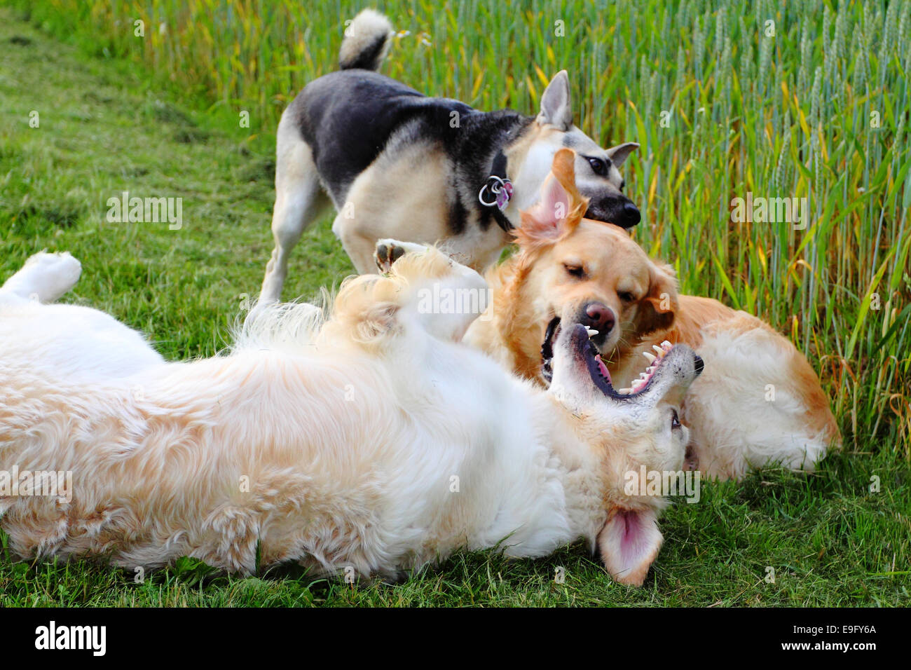 Dogs playing hi-res stock photography and images - Alamy