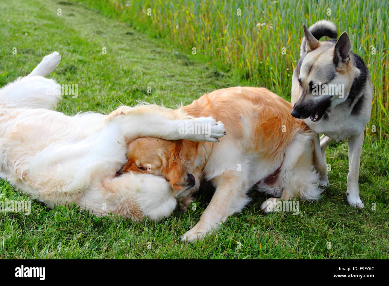 Dogs playing hi-res stock photography and images - Alamy