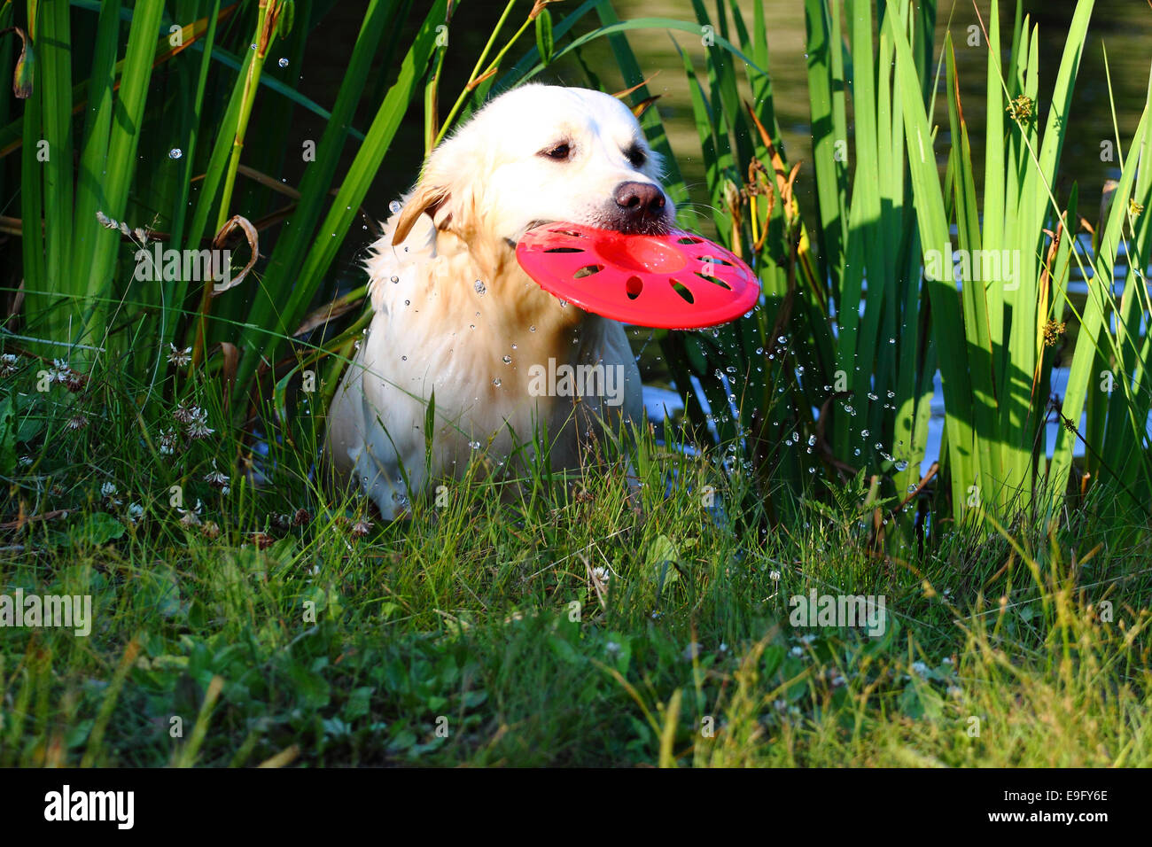 Working Golden Retriever Stock Photo - Alamy