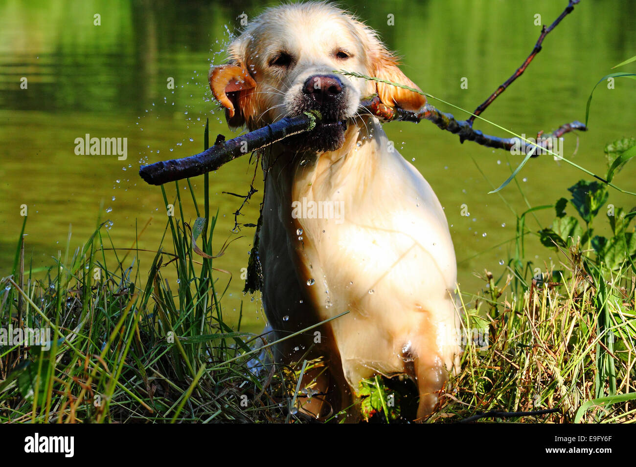 Working Golden Retriever Stock Photo - Alamy