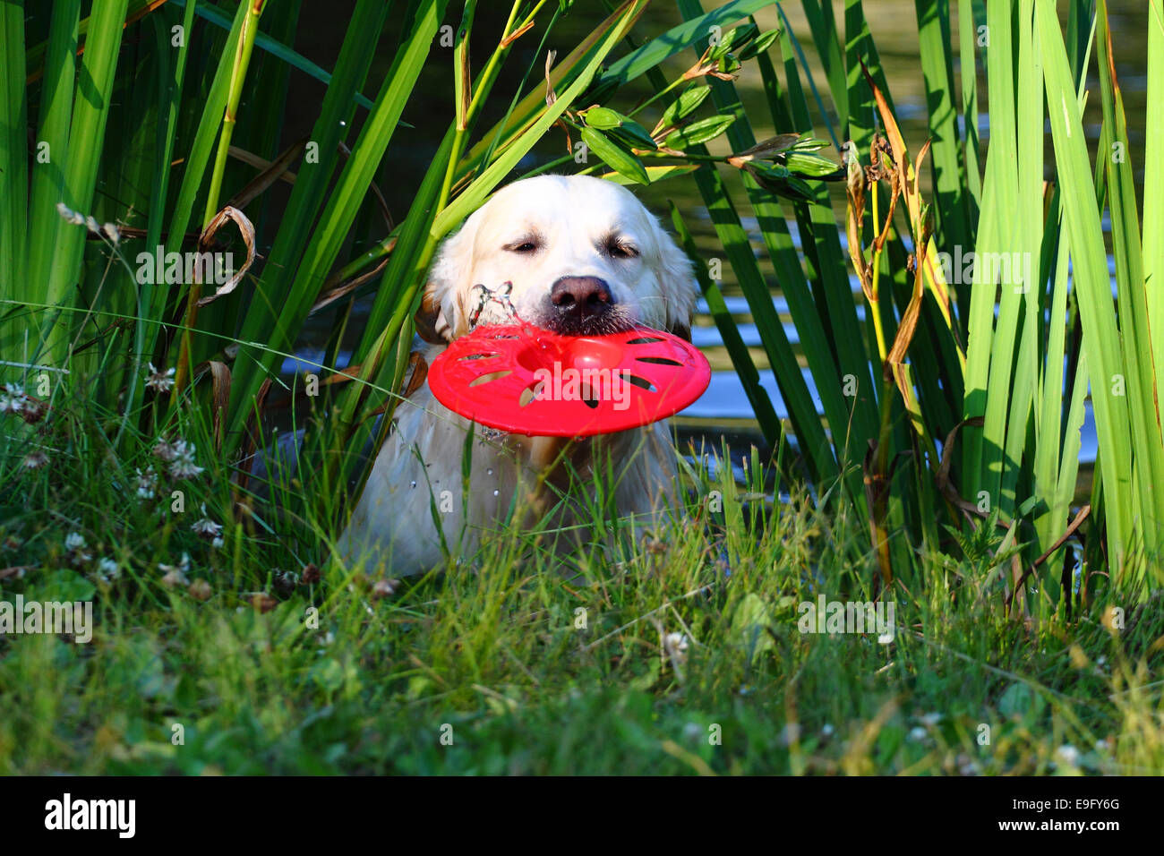 Working Golden Retriever Stock Photo - Alamy