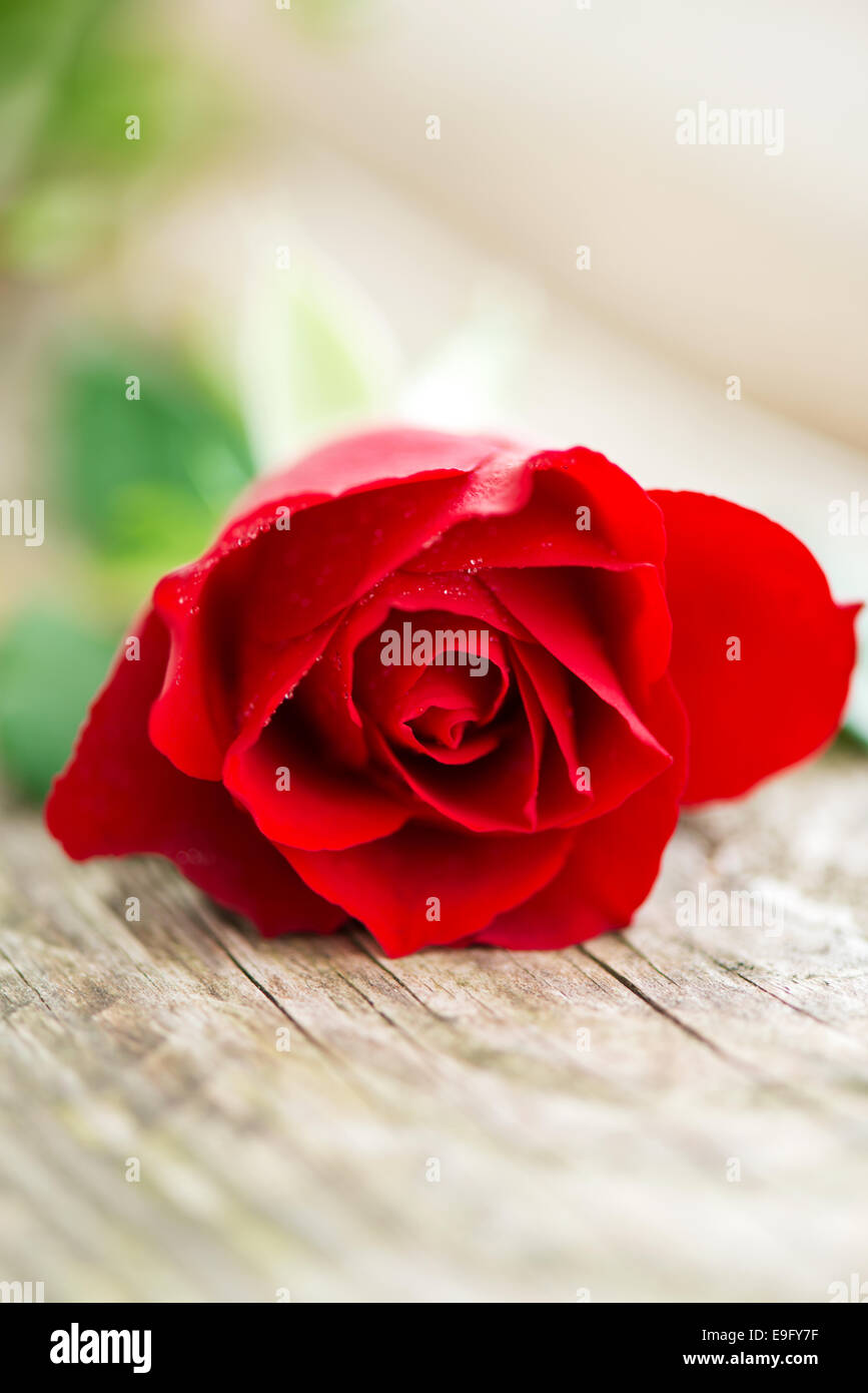 Red rose on wood Stock Photo - Alamy